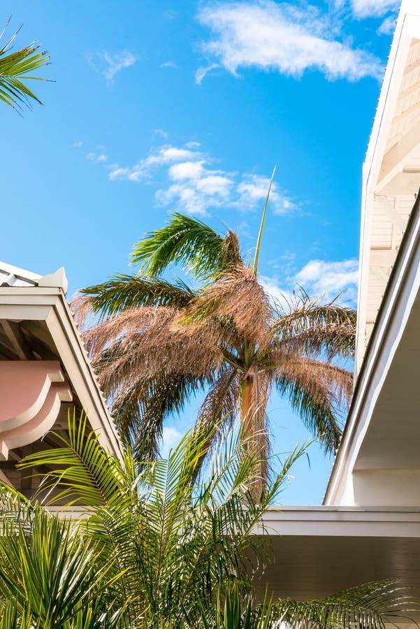 Architectural Design And Tropical Palms Stock Photo - Image of cube ...