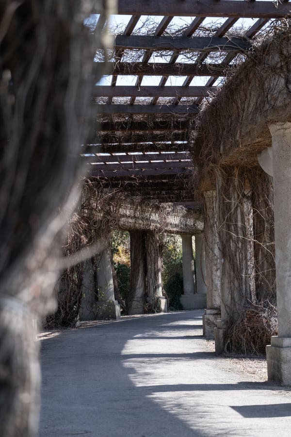 Architectural Pergola with Dry Vines and Stone Columns in Early Spring ...