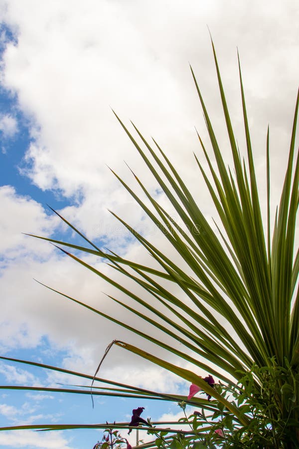 Architectural Structure of a Cordyline Stock Photo - Image of growth ...