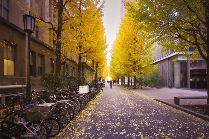 The Architectural View of a Modern Building Waseda University SDec 6 ...