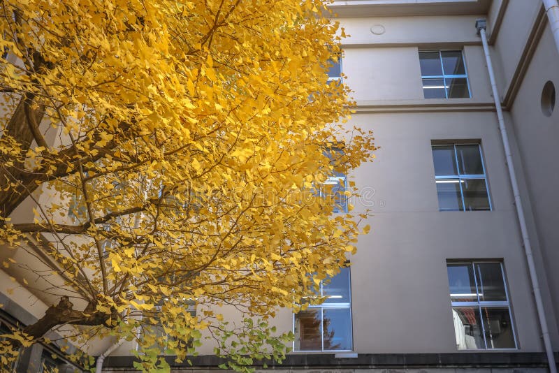 The Architectural View of a Modern Building Waseda University SDec 6 ...