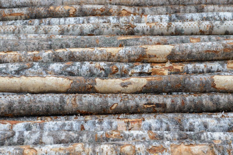 Architecture Background Birch Building Buildings Stock Image - Image of ...