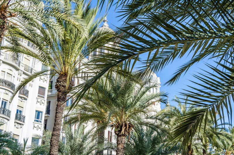Architecture and Palm Trees in Alicante, Spain Stock Image - Image of ...