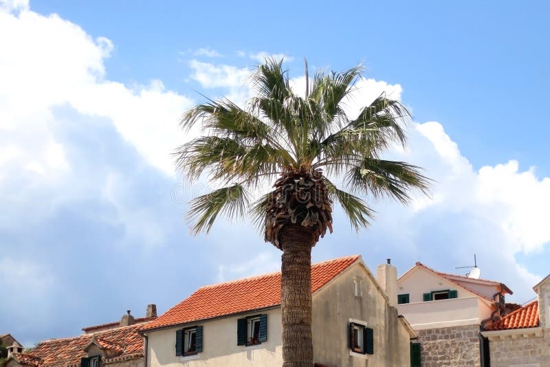 Architecture in Split, Croatia Stock Image - Image of palm, blue: 190783217