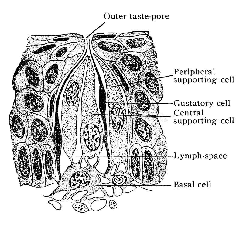Architecture of Taste Bud, Vintage Illustration Stock Vector ...