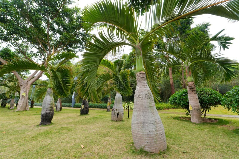 Archontophoenix alexandrae stock photo. Image of alexandrae - 317043552