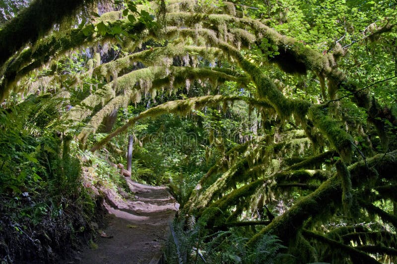 Archway Path Of Mossy Trees In Forest Stock Image - Image of archway ...