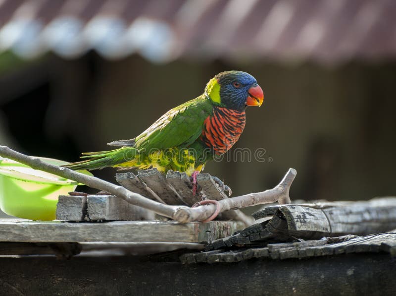 Arco Iris Lorikeet, Pueblo De Aduway, Isla De Misool Imagen de archivo ...