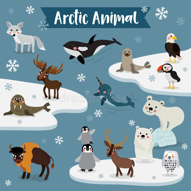 Arctic Animal Cartoon on White Background with Animal Name. Vector ...