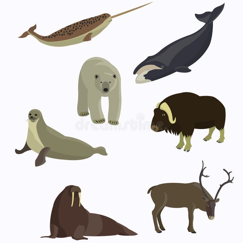 Arctic animals collection. stock vector. Illustration of character ...