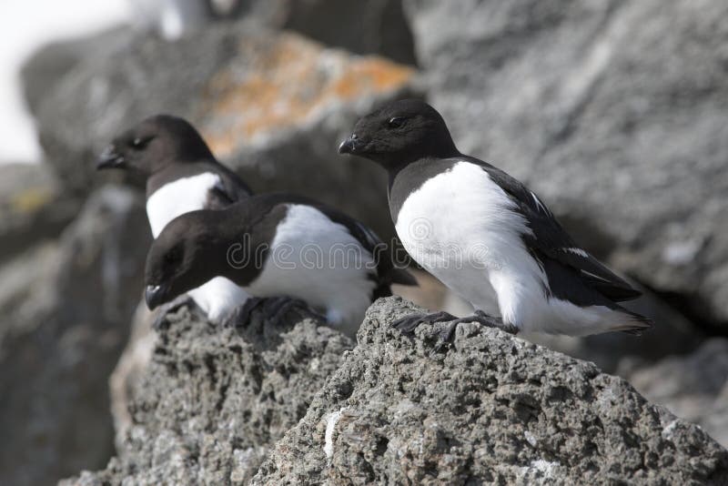 Arctic birds (Little auk) stock image. Image of warning - 16084927