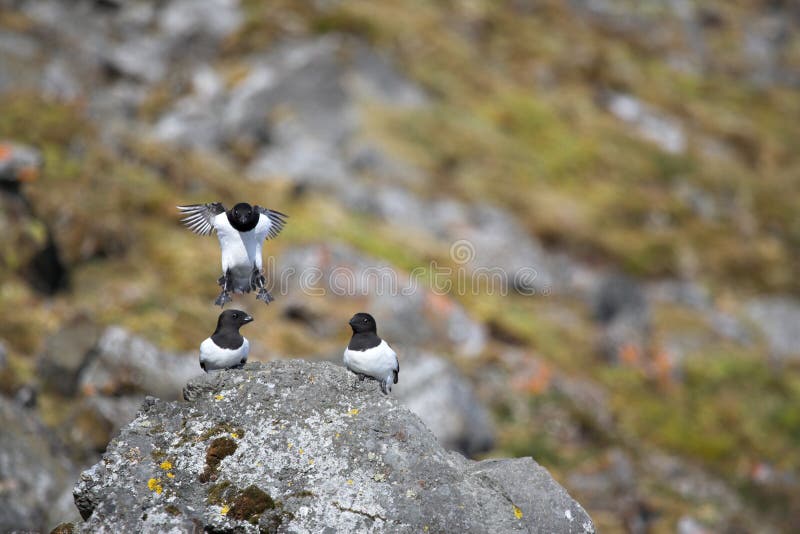 Arctic birds (Little auk) stock image. Image of wildlife - 16085223