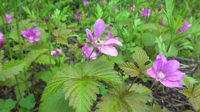 The Arctic Bramble or Arctic Raspberry Stock Video - Video of alpine ...