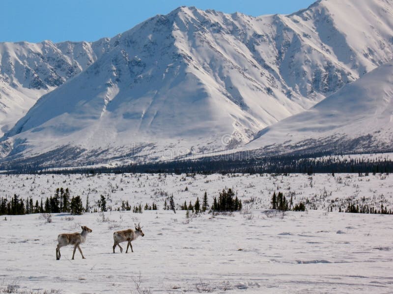 Arctic Caribou in the Alaska Range (Broad Pass) Stock Image - Image of ...