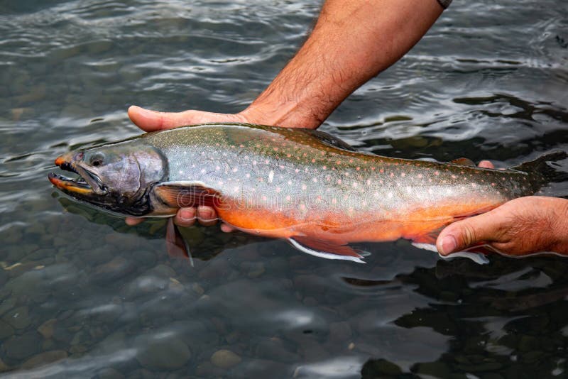 Arctic Char Caught and Released in Alaska Stock Image - Image of arctic ...