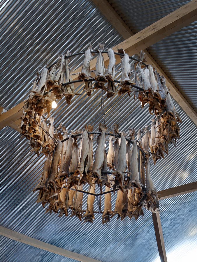 Arctic Cod Stockfish Hanging Above on Ring Shape Wooden Frame Racks As ...