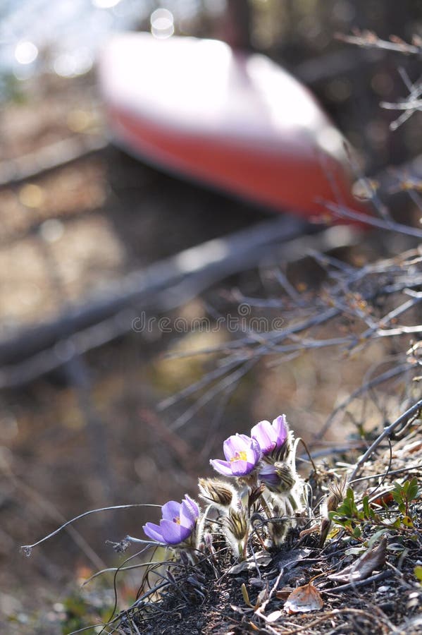 Arctic Crocus with Canoe stock photo. Image of patch - 65056112