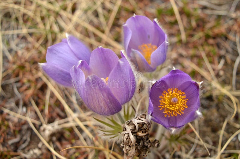 Arctic Crocus stock image. Image of northwest, canada - 93770789