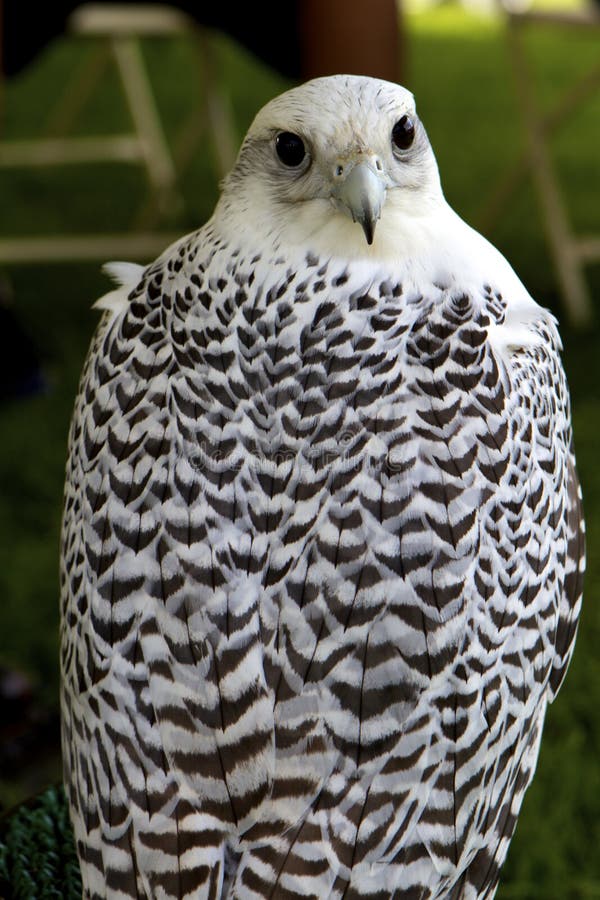 Arctic Falcon stock image. Image of barred, white, bird - 47021763