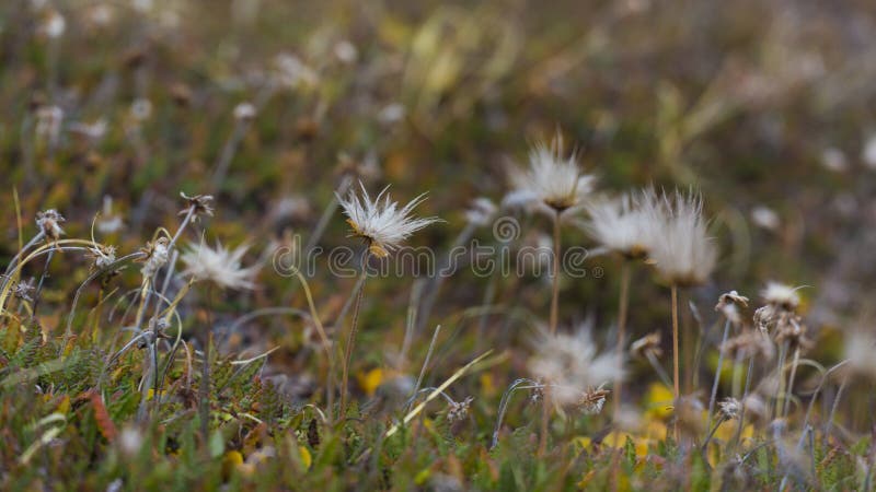 Svalbard Flora Stock Photos - Free & Royalty-Free Stock Photos from ...