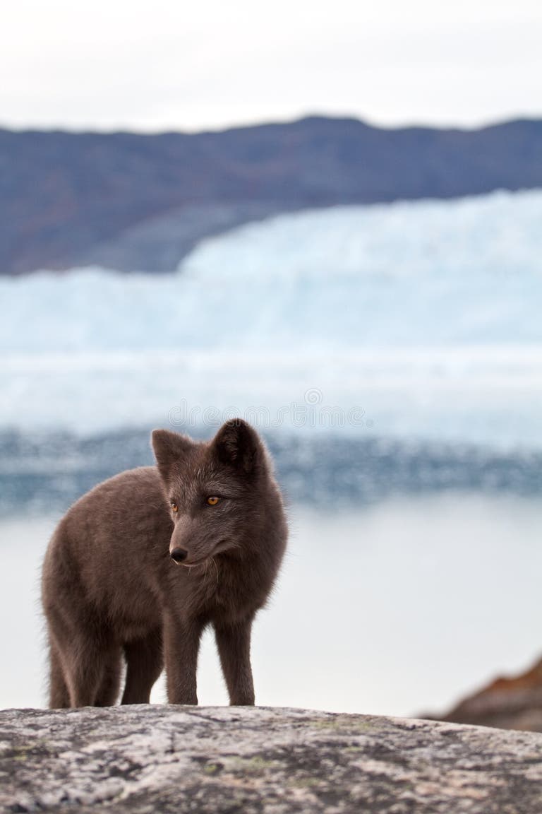 631 Arctic Fox Head Stock Photos - Free & Royalty-Free Stock Photos ...