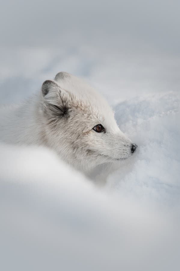 194 Arctic Fox Sweden Stock Photos - Free & Royalty-Free Stock Photos ...