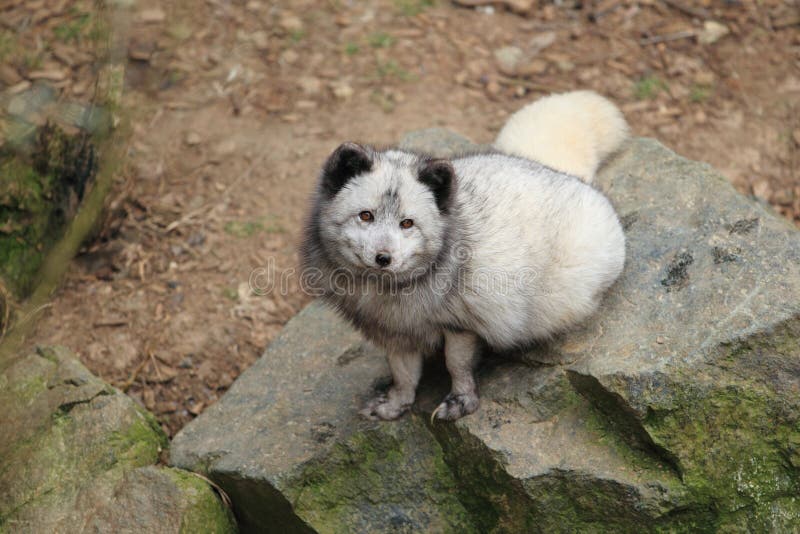 Arctic fox stock photo. Image of snow, nature, perspective - 29320692