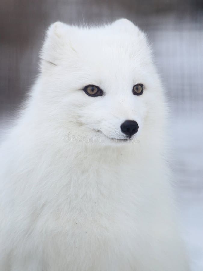 Arctic fox stock image. Image of face, nature, animal - 77747429