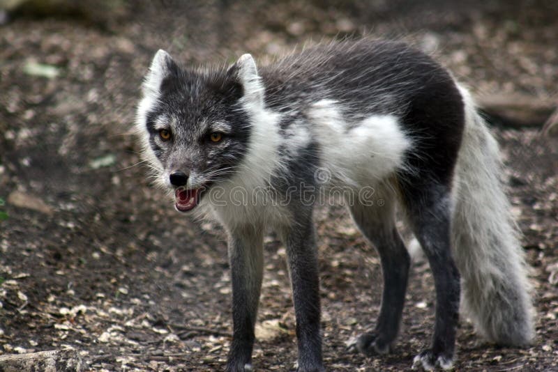 Arctic Fox stock image. Image of white, life, arctic, dark - 606411