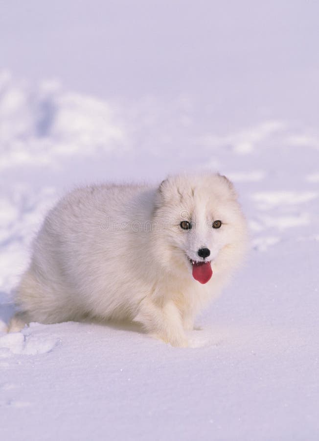 Penguins, Antarctica stock photo. Image of child, penguins - 11002368