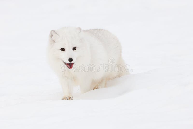 Arctic fox howling stock image. Image of seasons, canidae - 38643947
