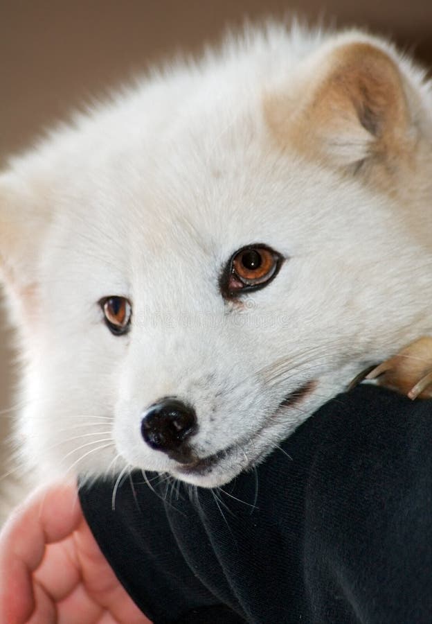 Arctic Fox in arms stock image. Image of animal, wildlife - 2387117