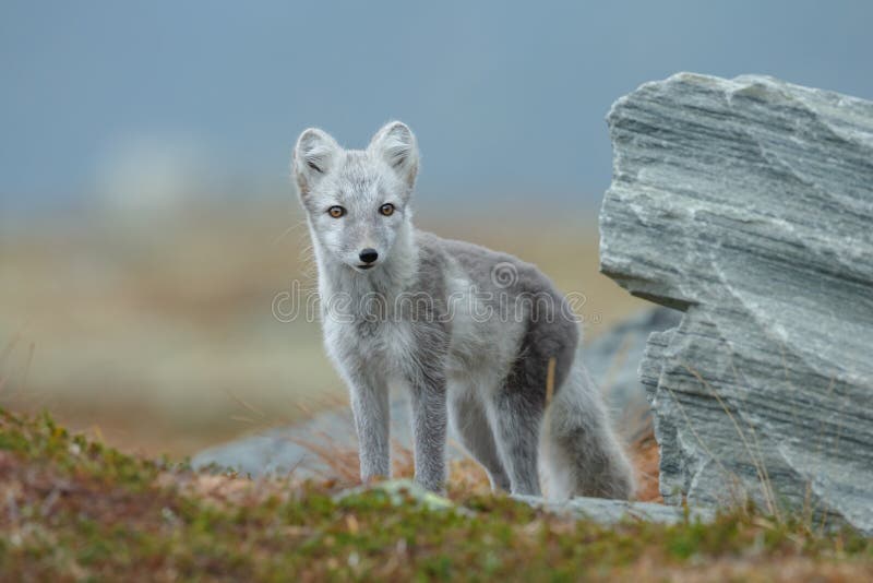 Arctic Fox in a Autumn Landscape Stock Photo - Image of gray, adorable ...