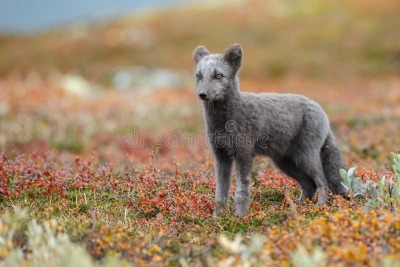Arctic Fox in a Autumn Landscape Stock Photo - Image of animals, small ...