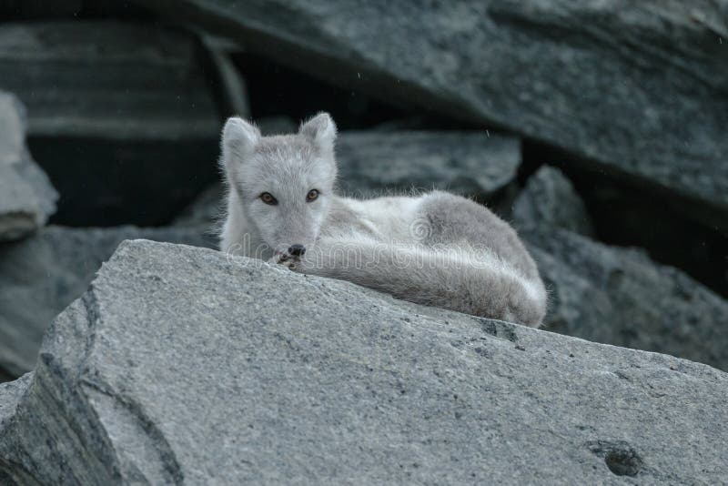 Arctic Fox in a Autumn Landscape Stock Image - Image of adorable ...