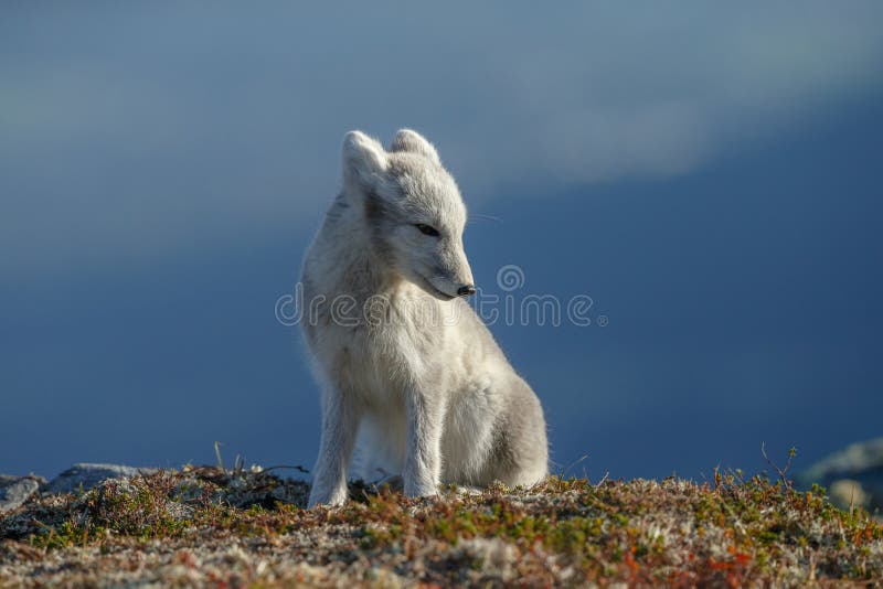 Arctic Fox in a Autumn Landscape Stock Image - Image of habitat ...