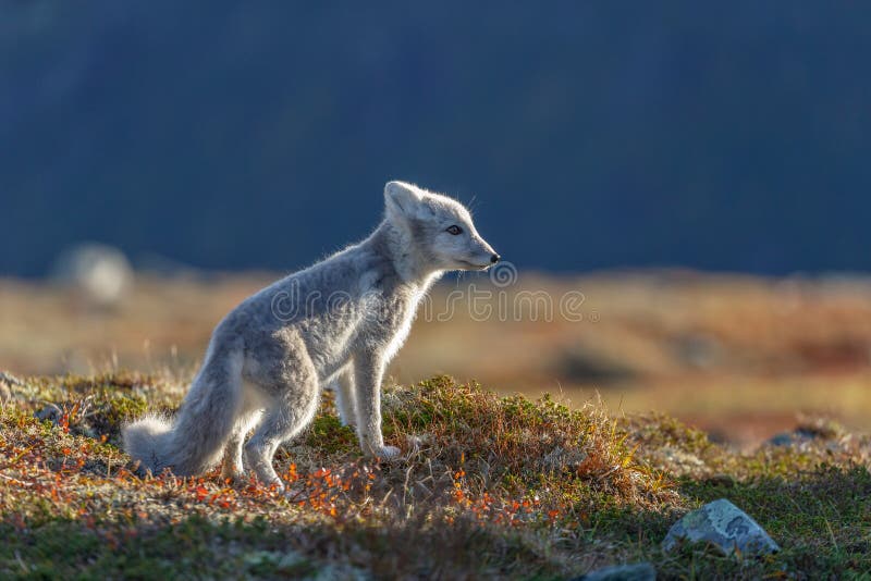 Arctic Fox in a Autumn Landscape Stock Photo - Image of mammal, green ...