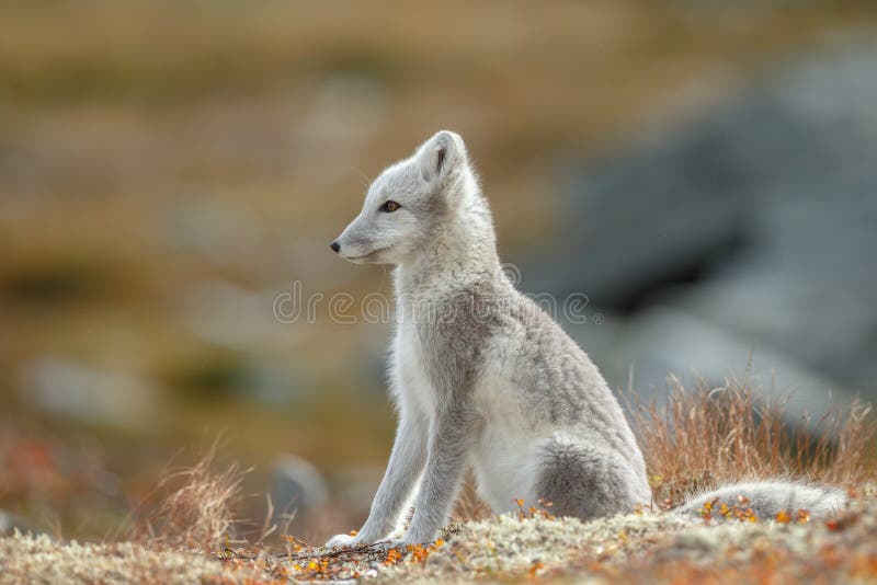 Arctic Fox in a Autumn Landscape Stock Image - Image of brown, iceland ...