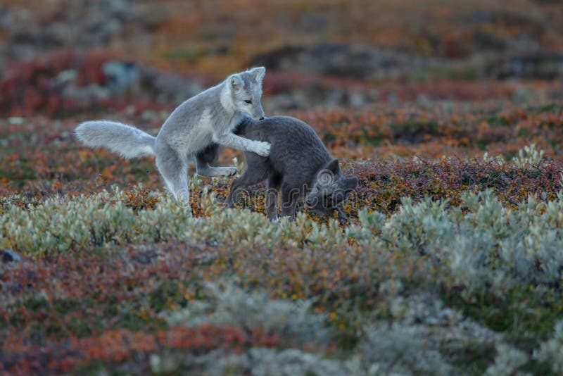 Arctic Fox in a Autumn Landscape Stock Photo - Image of outdoors ...