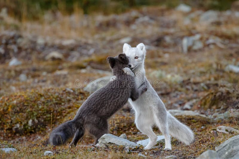 Arctic Fox in a Autumn Landscape Stock Image - Image of iceland, mammal ...