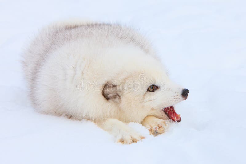 Arctic fox barking stock photo. Image of gaze, creature - 85252906