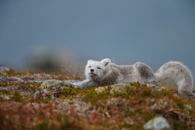 Arctic Fox in a Autumn Landscape Stock Photo - Image of grass, brown ...