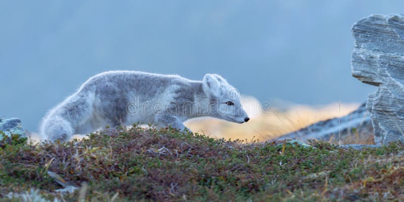 Arctic Fox in a Autumn Landscape Stock Photo - Image of northern ...