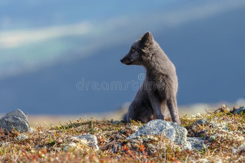 Arctic Fox in a Autumn Landscape Stock Image - Image of habitat ...