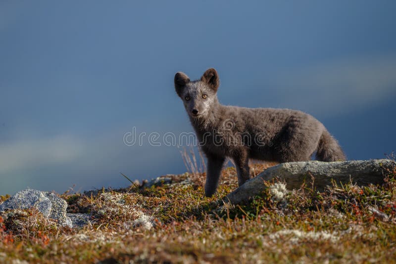 Arctic Fox in a Autumn Landscape Stock Photo - Image of outdoor, polar ...