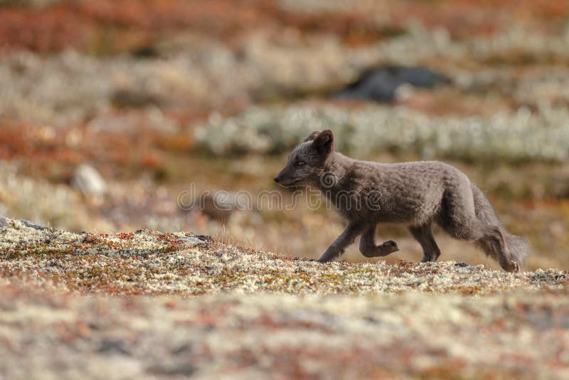 Arctic Fox in a Autumn Landscape Stock Photo - Image of brown, animals ...