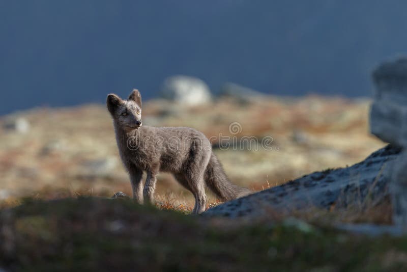 Arctic Fox in a Autumn Landscape Stock Image - Image of natural ...