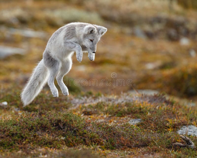 Arctic Fox in a Autumn Landscape Stock Photo - Image of iceland, grass ...