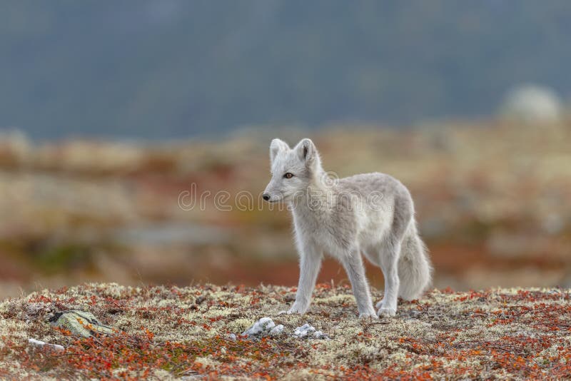 Arctic Fox in a Autumn Landscape Stock Photo - Image of gray, outdoors ...