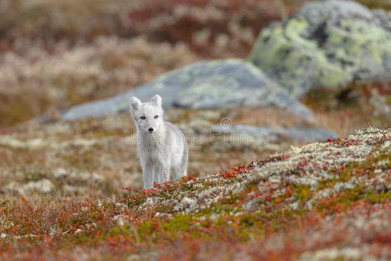 Arctic Fox in a Autumn Landscape Stock Image - Image of mammal ...